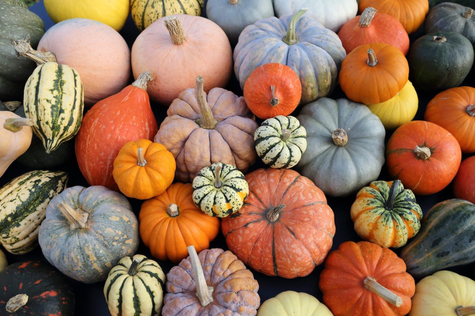 Discover the Magic of Fall in Oneida County, NY - Oneida County Tourism